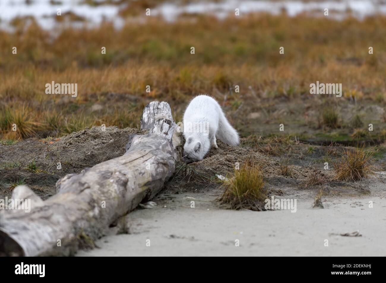 Arctic fox (Vulpes Lagopus) in wilde tundra. Arctic fox on the beach ...
