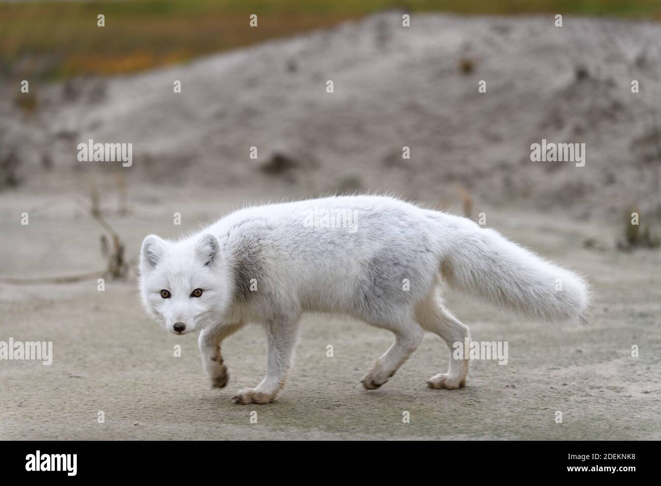 Arctic fox (Vulpes Lagopus) in wilde tundra. Arctic fox on the beach ...