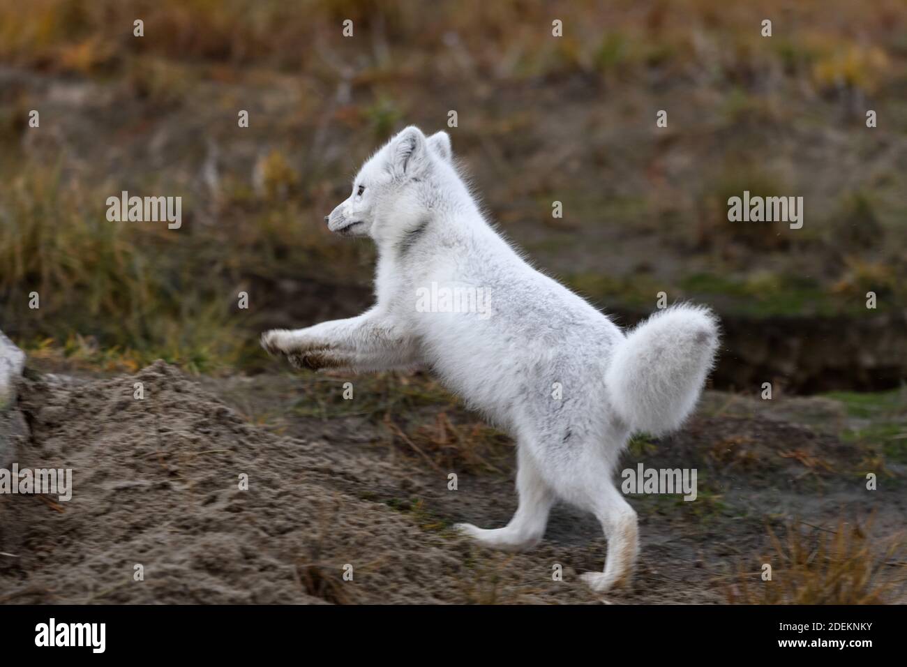 Arctic fox (Vulpes Lagopus) in wilde tundra. Arctic fox jumping Stock ...
