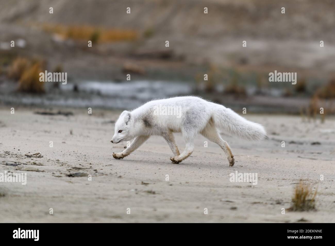 Arctic fox (Vulpes Lagopus) in wilde tundra. Arctic fox on the beach ...
