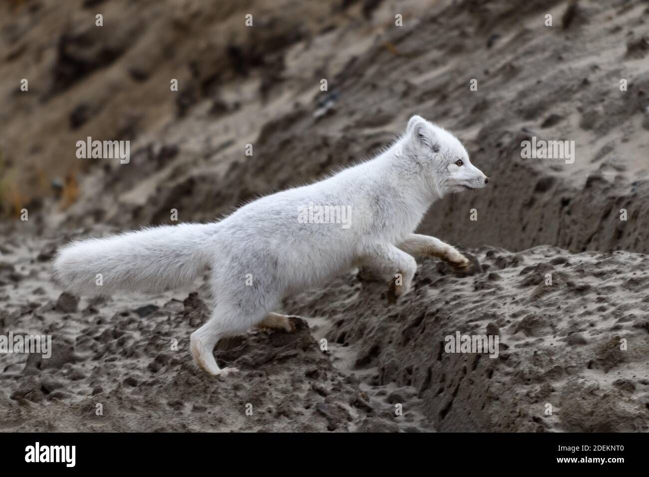 Arctic fox (Vulpes Lagopus) in wilde tundra. Arctic fox jumping Stock ...