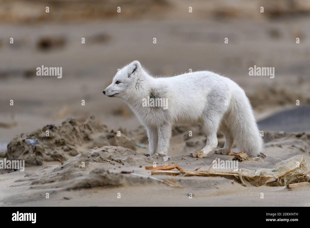 Arctic fox (Vulpes Lagopus) in wilde tundra. Arctic fox on the beach ...