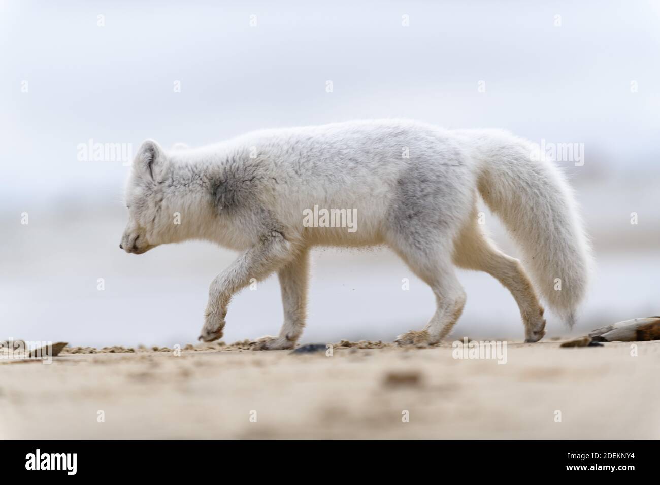 Arctic fox (Vulpes Lagopus) in wilde tundra. Arctic fox on the beach ...