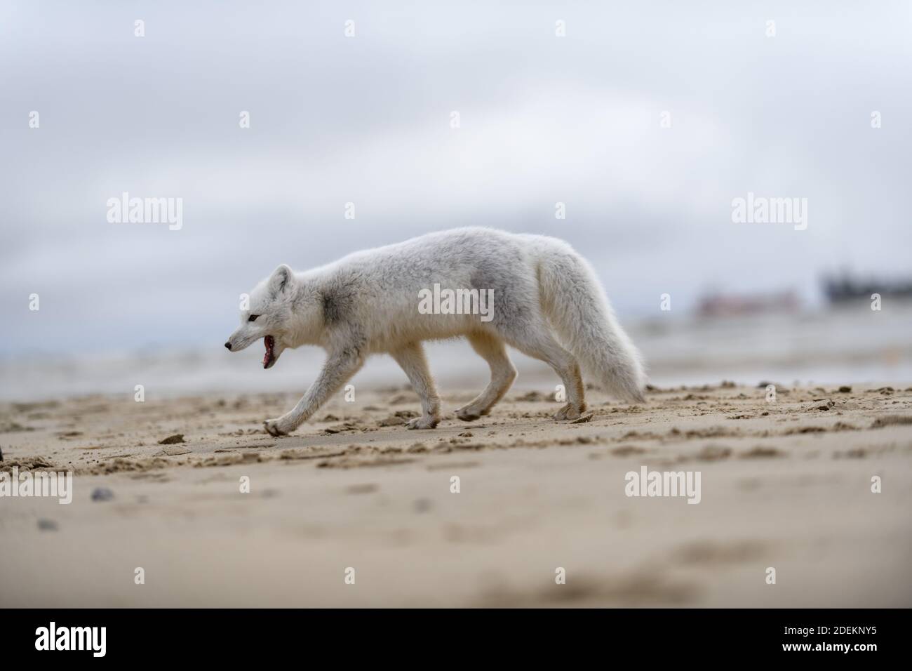 Arctic fox (Vulpes Lagopus) in wilde tundra. Arctic fox on the beach ...