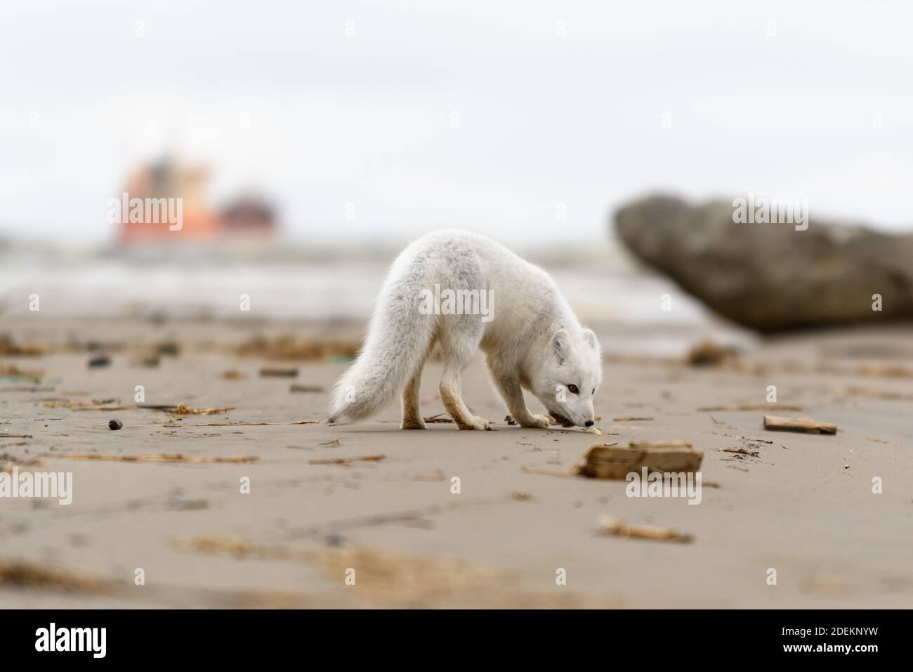 Arctic fox (Vulpes Lagopus) in wilde tundra. Arctic fox on the beach ...