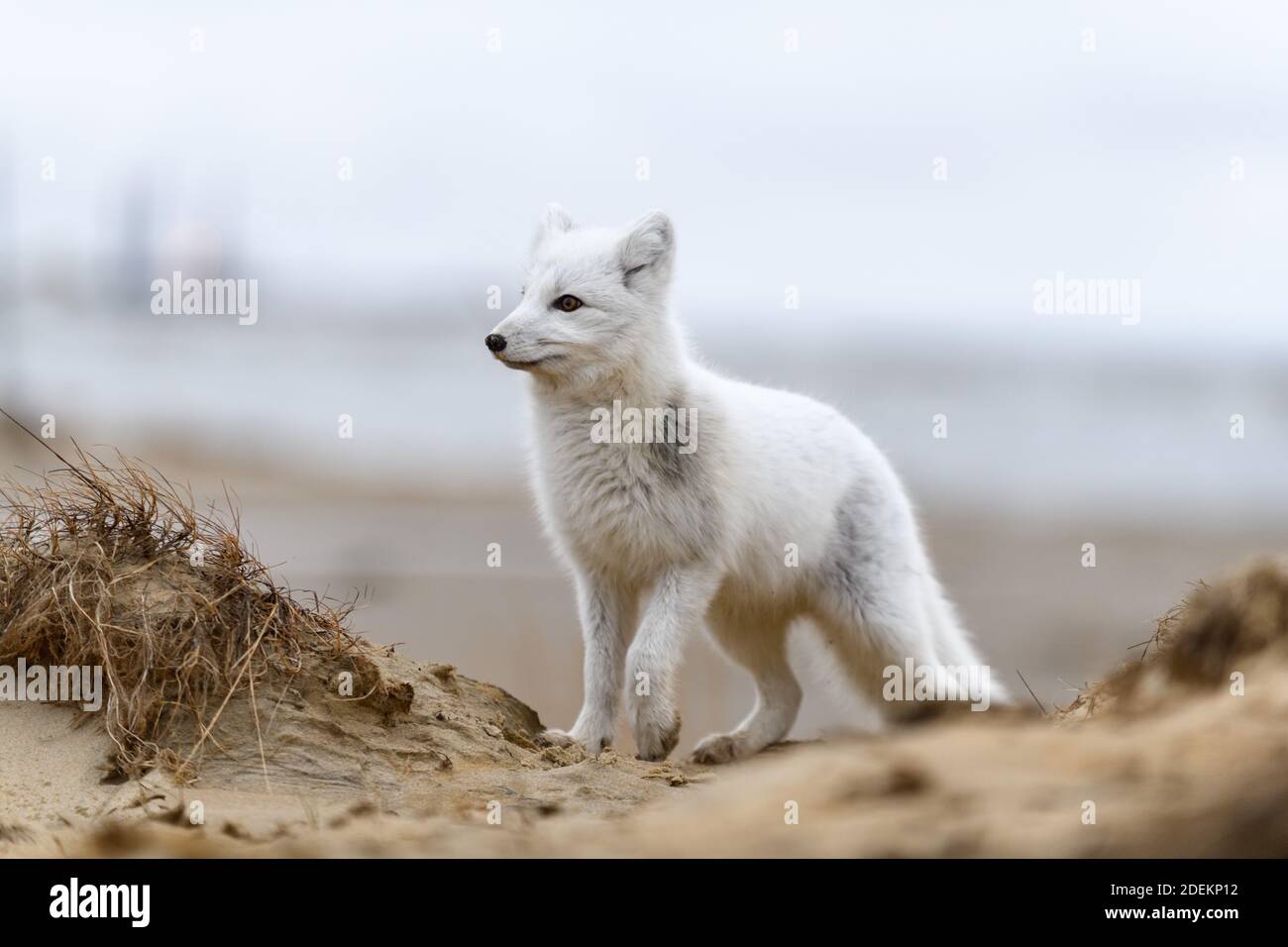 Arctic fox (Vulpes Lagopus) in wilde tundra. Arctic fox on the beach ...