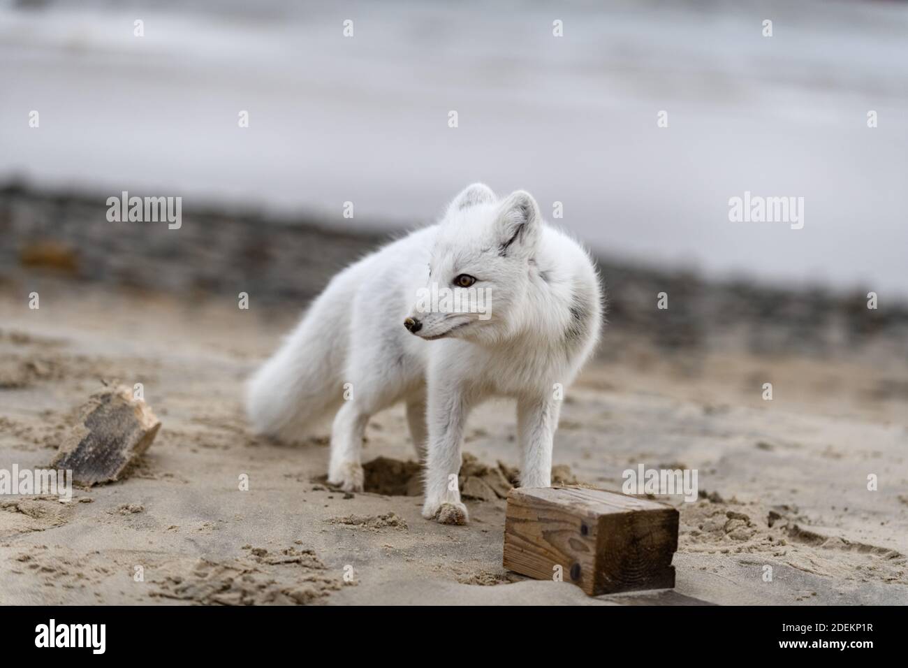 Arctic fox (Vulpes Lagopus) in wilde tundra. Arctic fox on the beach ...