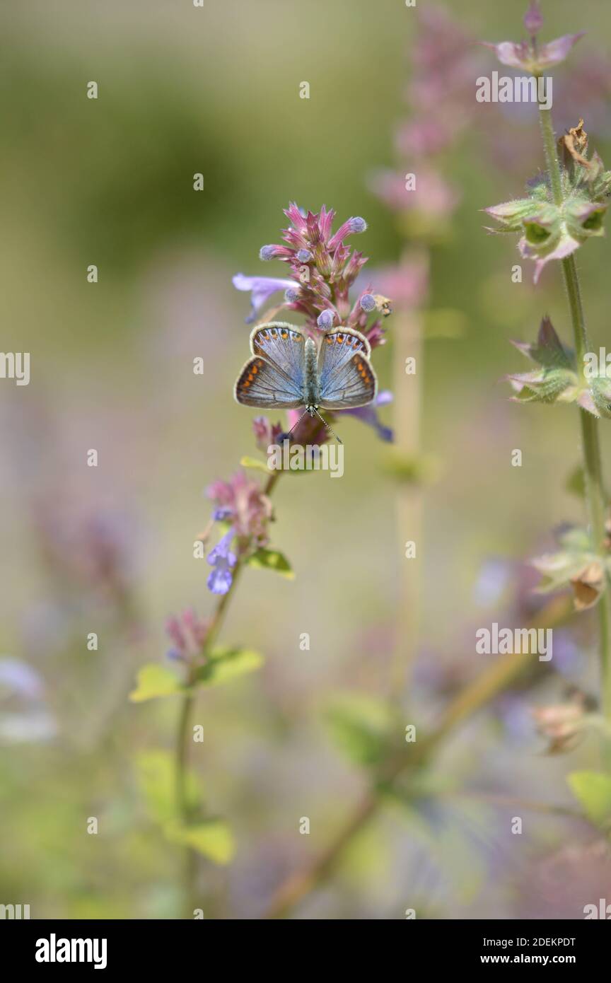 Polyommatus icarus, common blue butterfly, small butterfly blue and ...