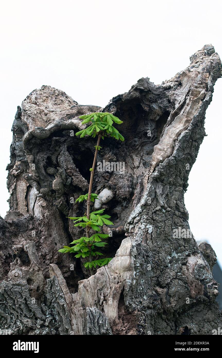 Chestnut sapling growing in old tree trunk Stock Photo - Alamy