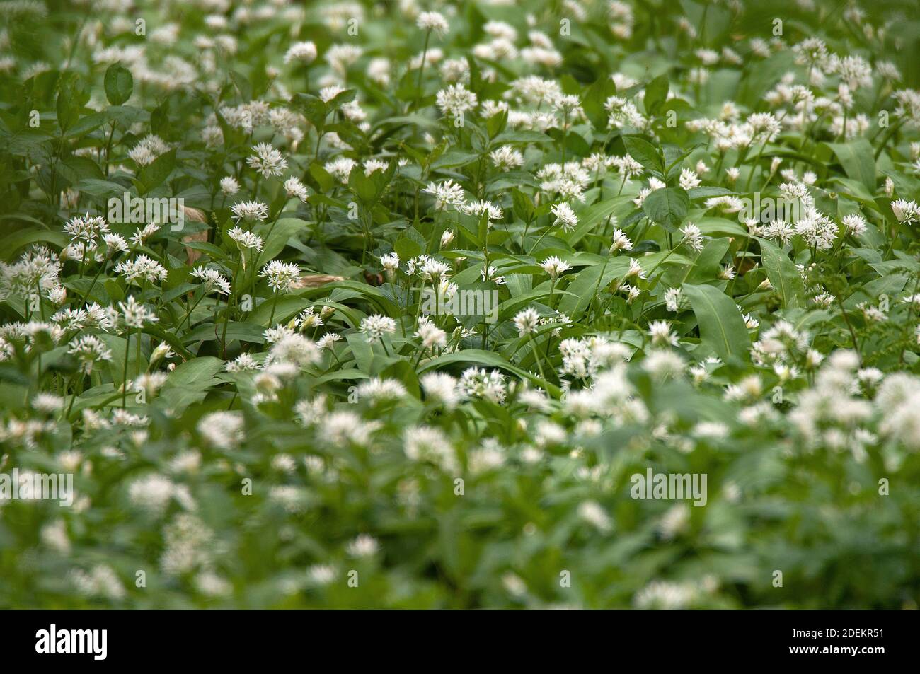 Wild garlic stream england hi-res stock photography and images - Alamy