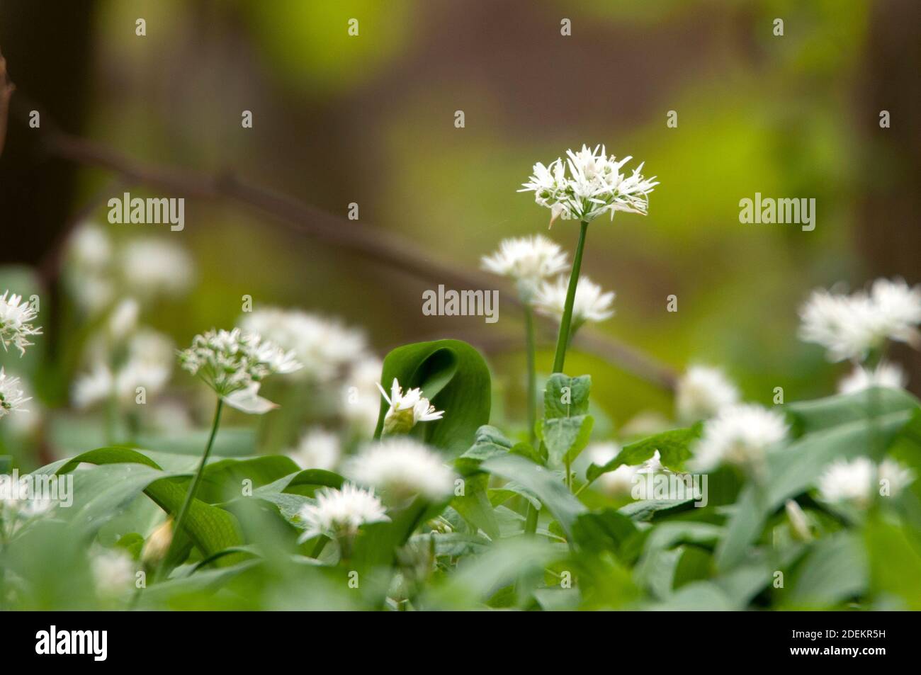 Crow Garlic High Resolution Stock Photography and Images - Alamy