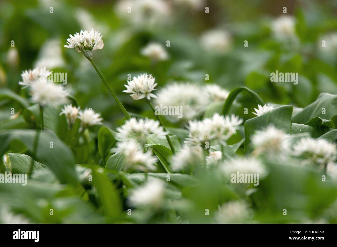 River wild garlic england hi-res stock photography and images - Alamy