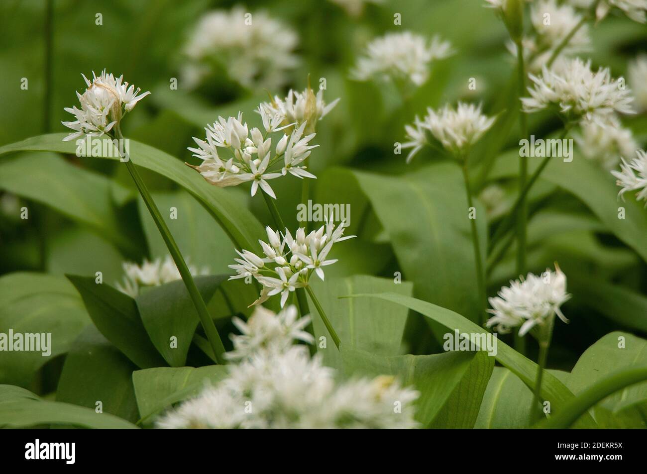 River wild garlic england hi-res stock photography and images - Alamy