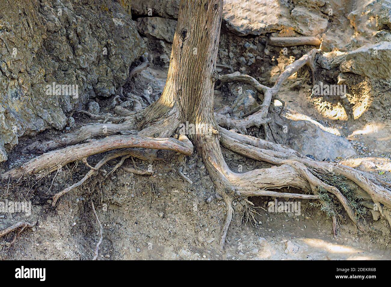 The trunk and roots of the Crimean juniper Stock Photo - Alamy