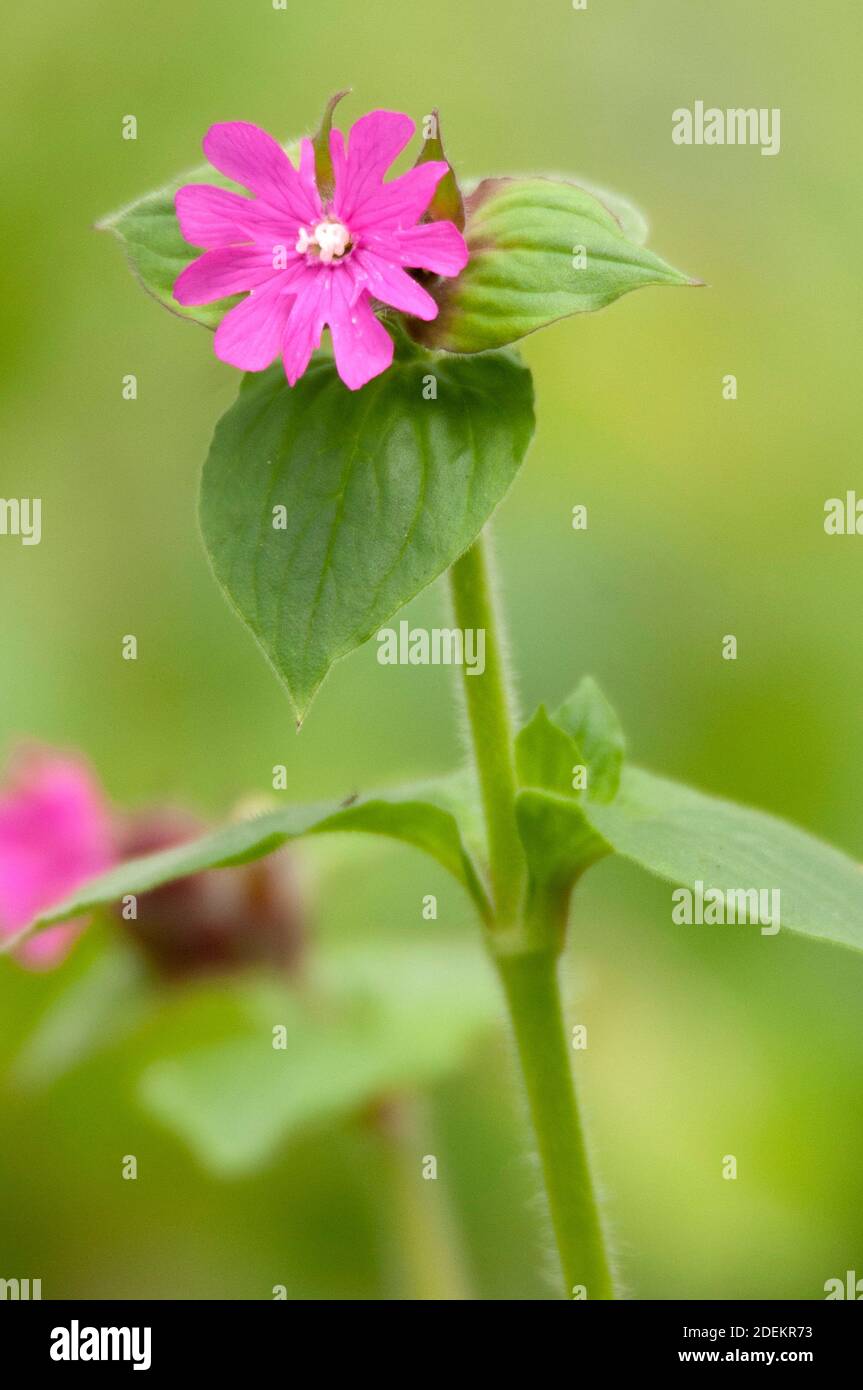 Campion botanical hi-res stock photography and images - Alamy