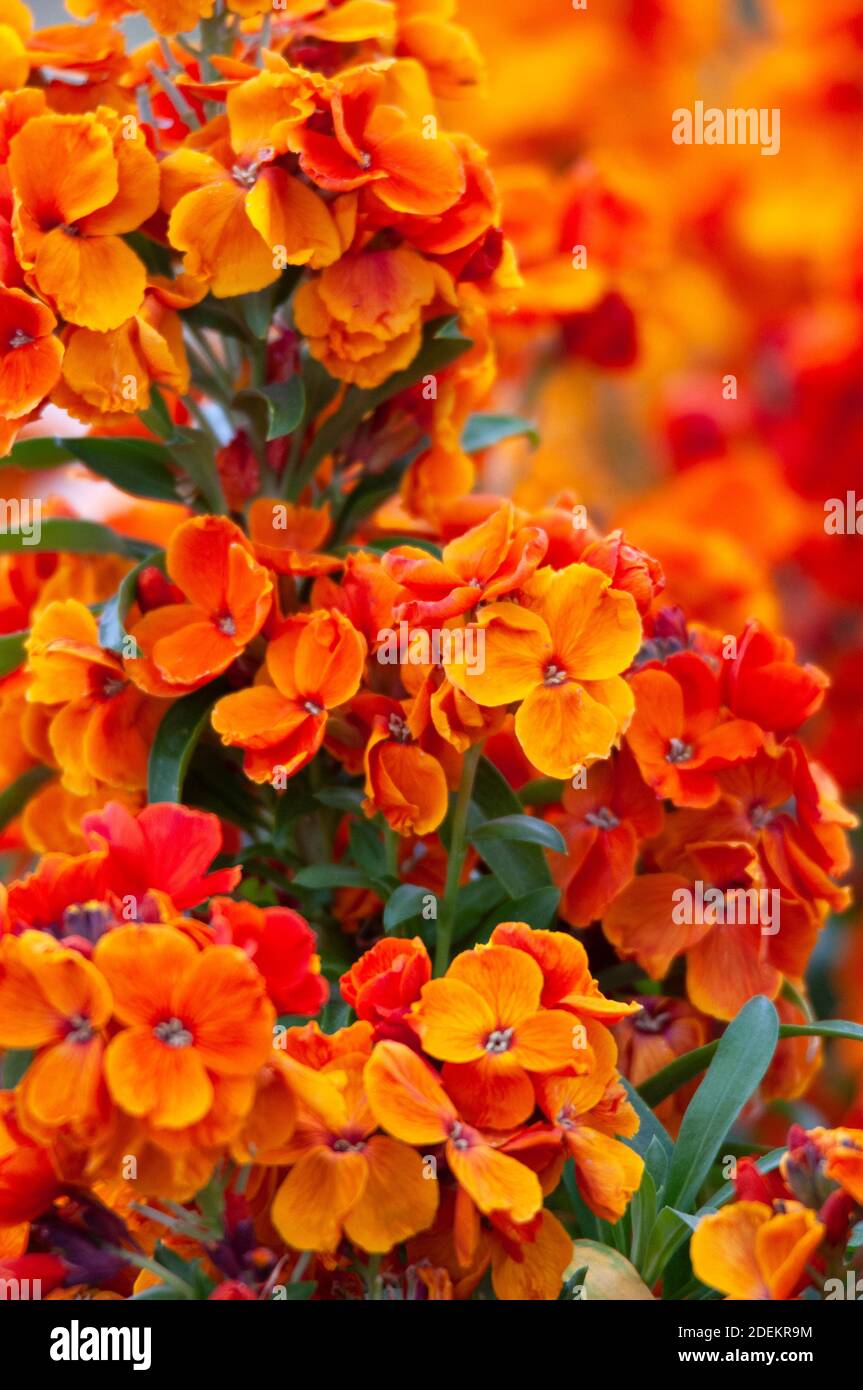 Erysimum orange flame hi-res stock photography and images - Alamy