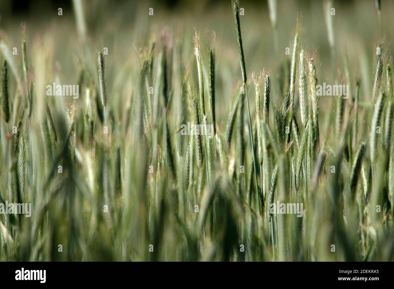 Oats growing uk hi-res stock photography and images - Alamy