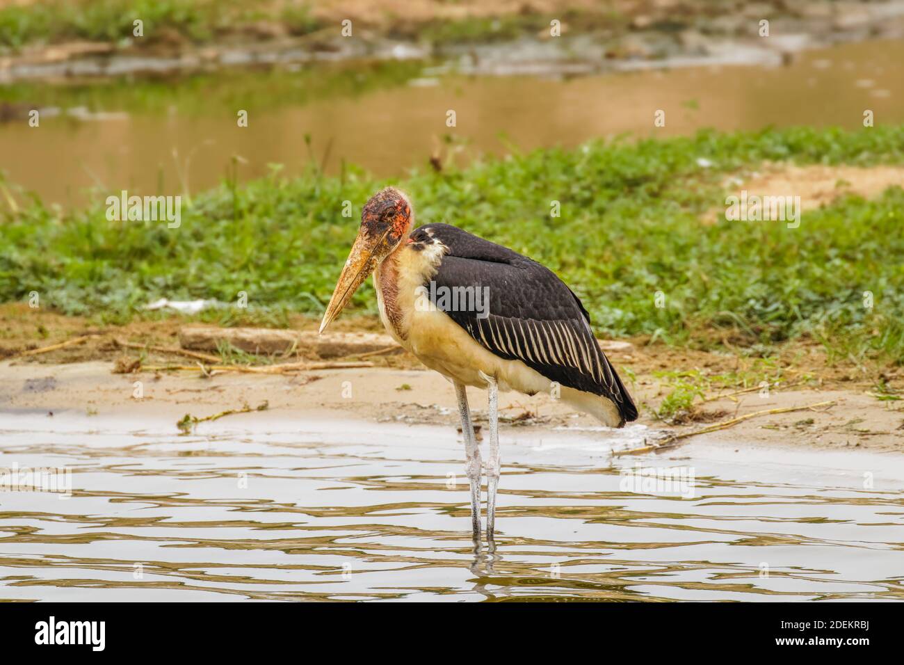 Leptoptilos robustus hi-res stock photography and images - Alamy