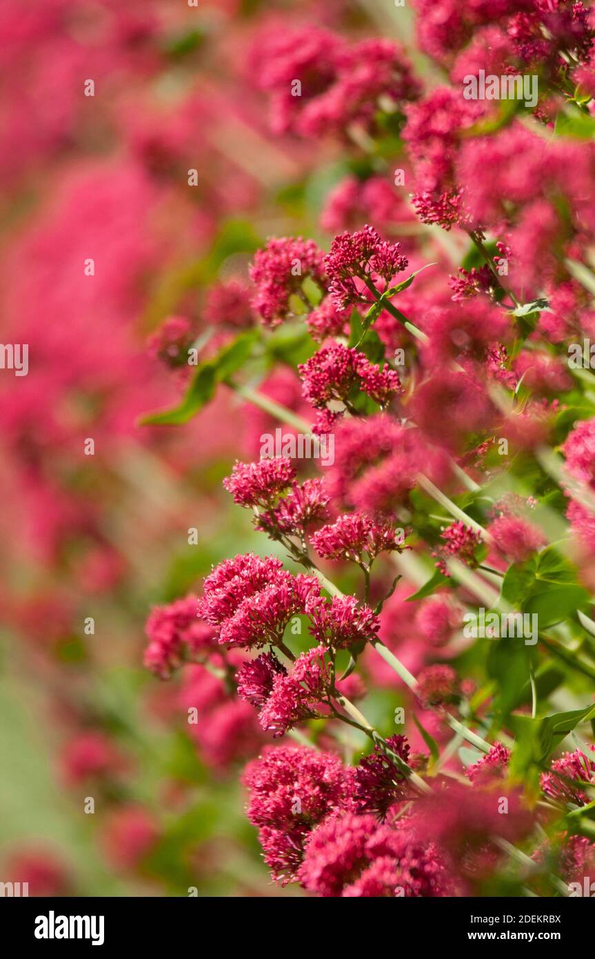 Valerian blooms hi-res stock photography and images - Alamy