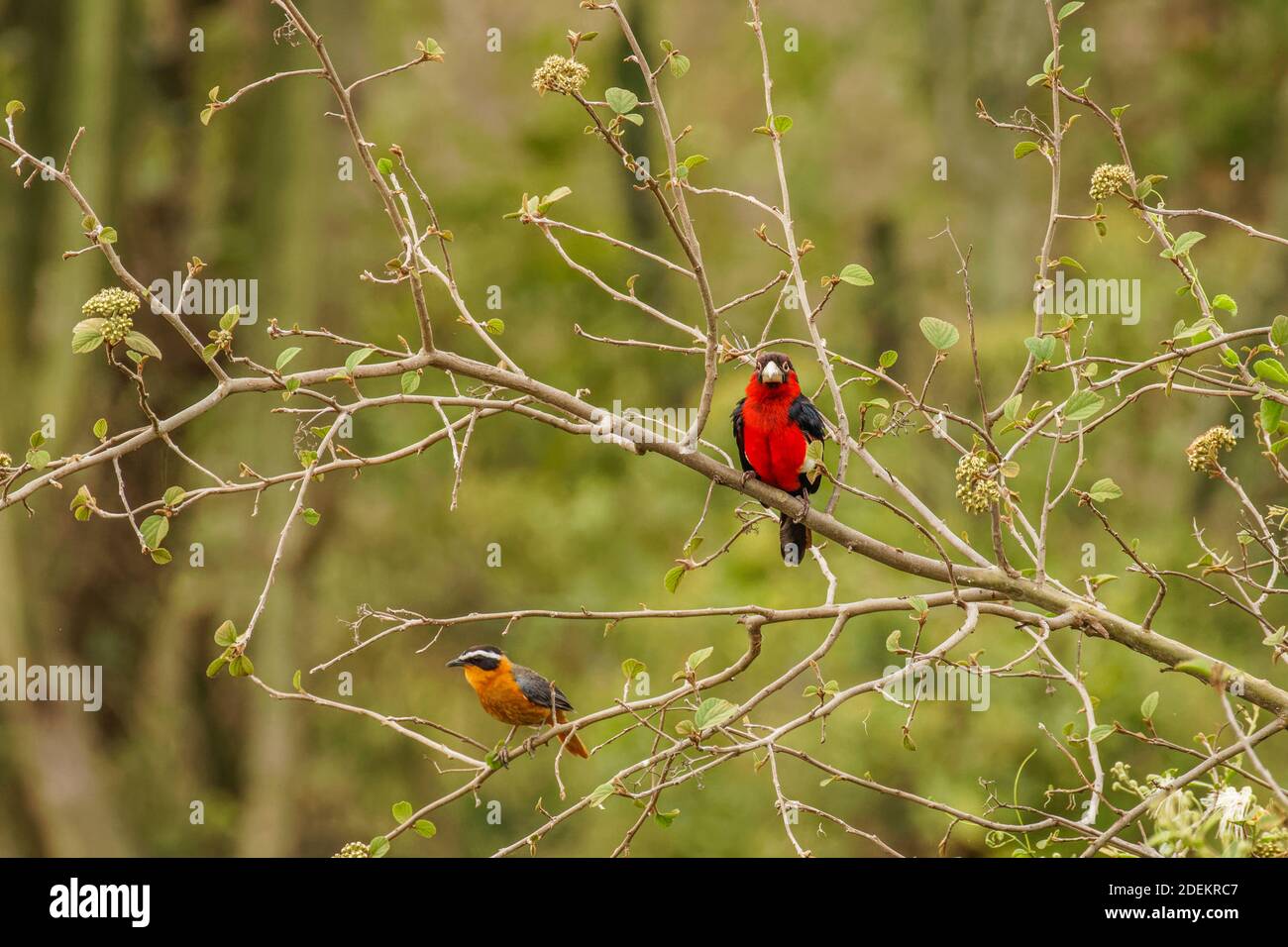 Double-toothed barbet (Lybius bidentatus) in a tree, Queen Elizabeth ...