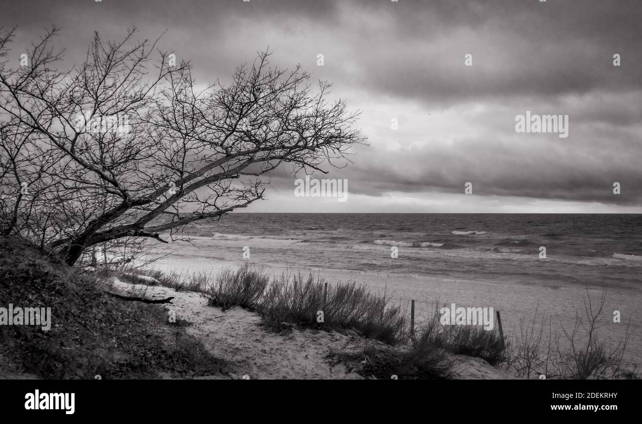 Tree on the beach in black and white Stock Photo - Alamy