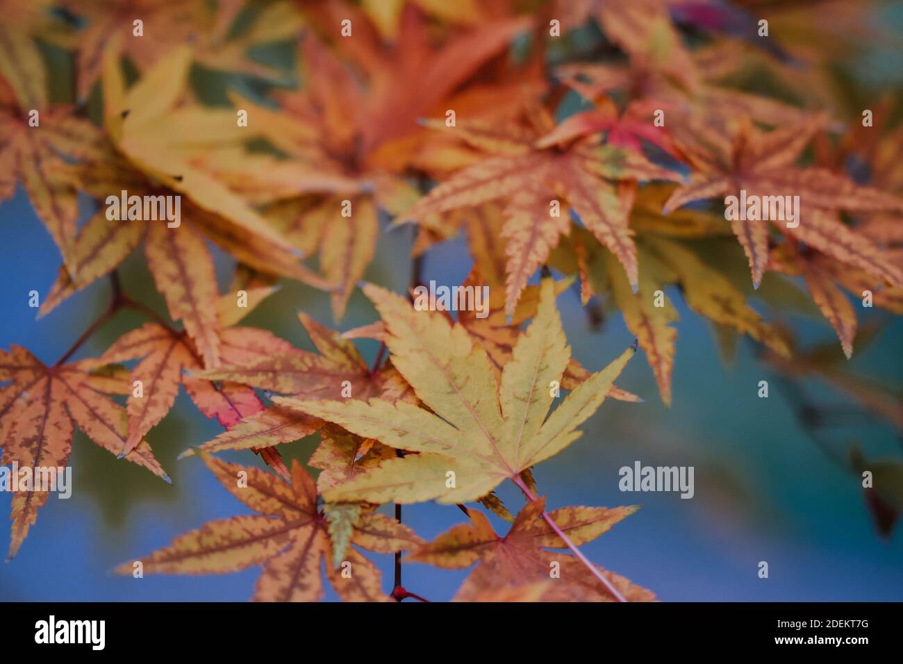 A selective focus shot of beautiful autumn leaves Stock Photo - Alamy