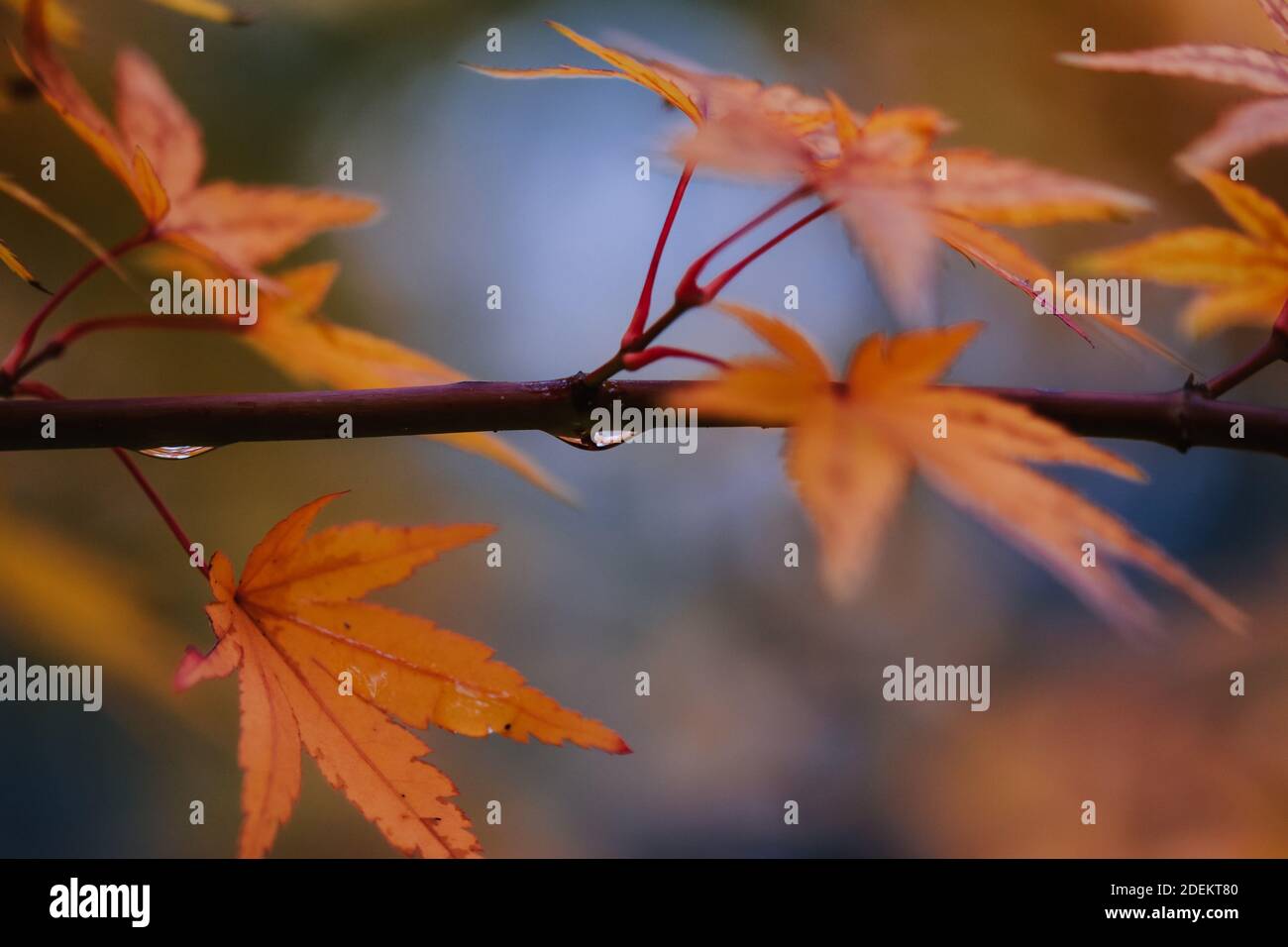 A selective focus shot of beautiful autumn leaves with raindrops on ...