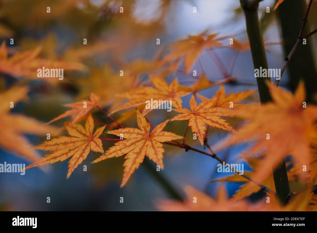 A selective focus shot of beautiful autumn leaves Stock Photo - Alamy