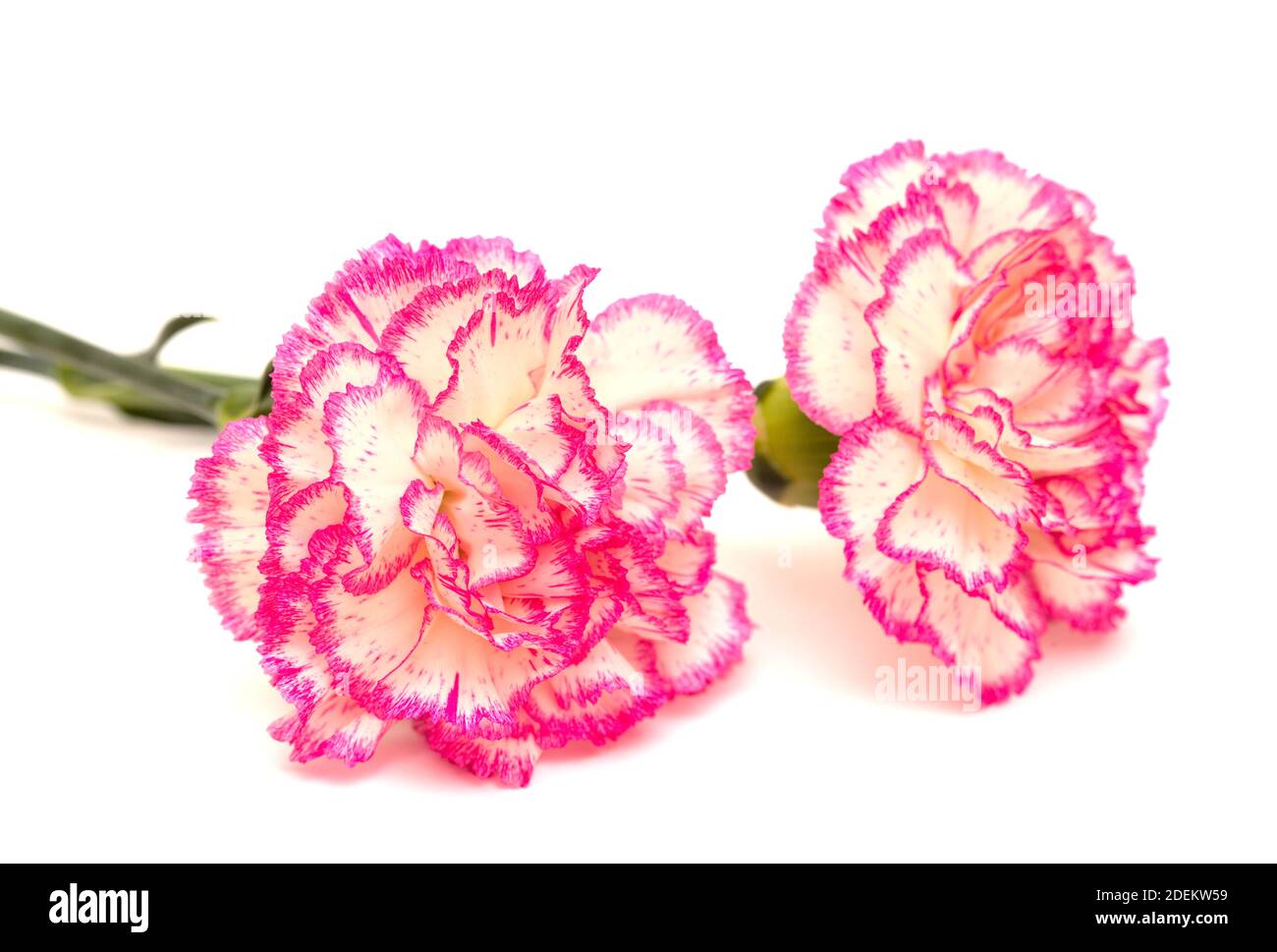 pretty white carnation with pink edges isolated on white background ...