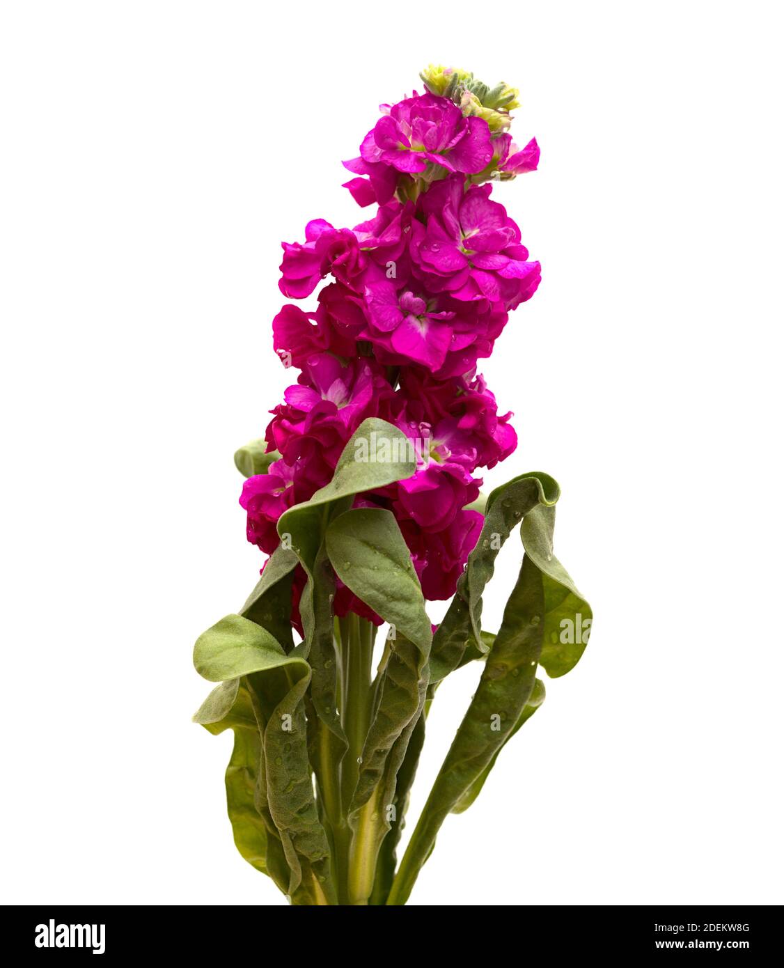 Dark Purple inflorescence of Brompton stock isolated on white ...