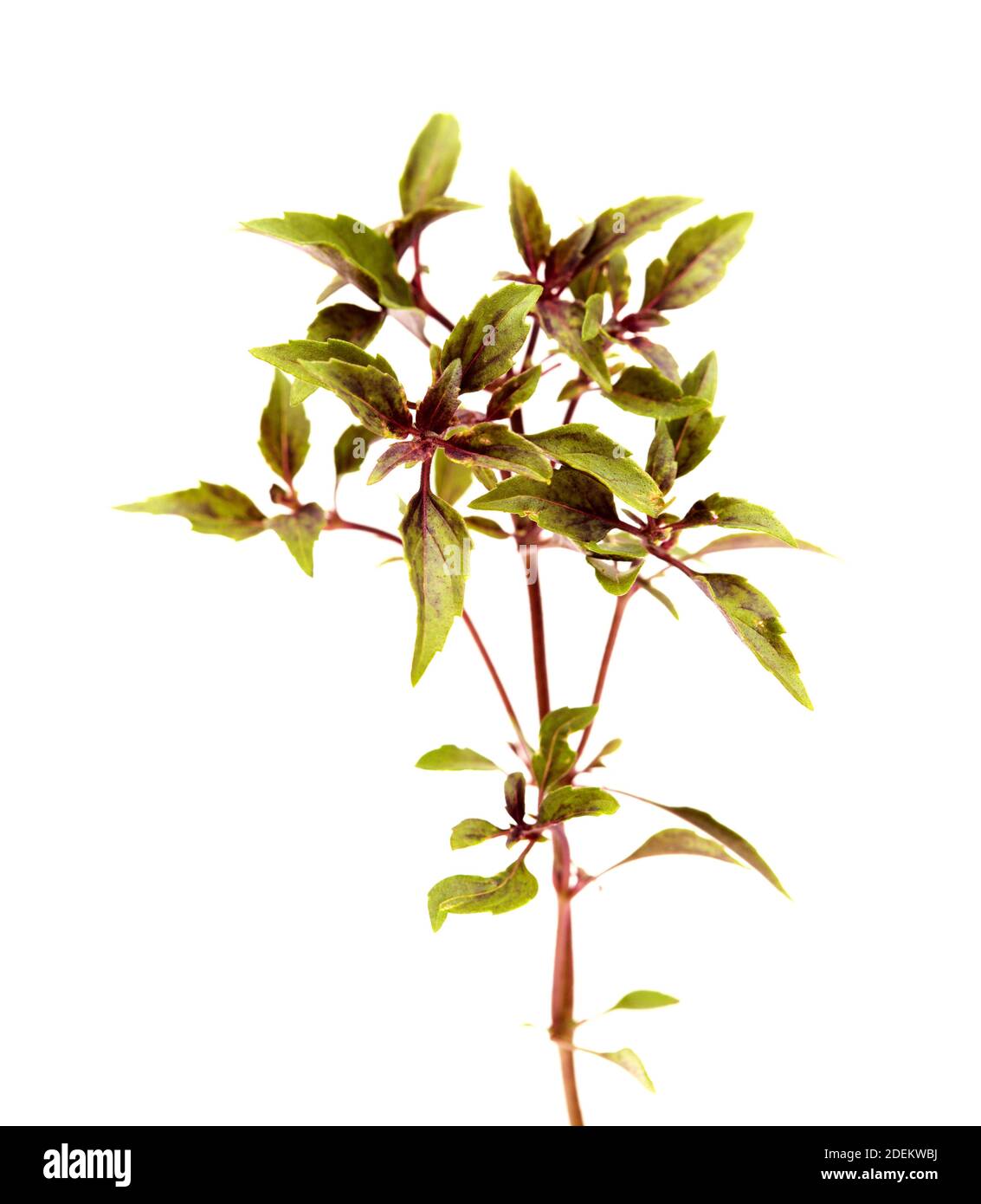Variety of purple basil with narrow serrated leaves, small branches ...