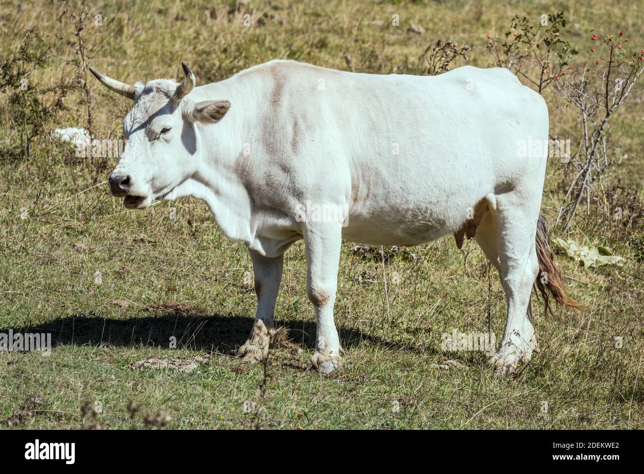 Ruminant mammals hi-res stock photography and images - Alamy