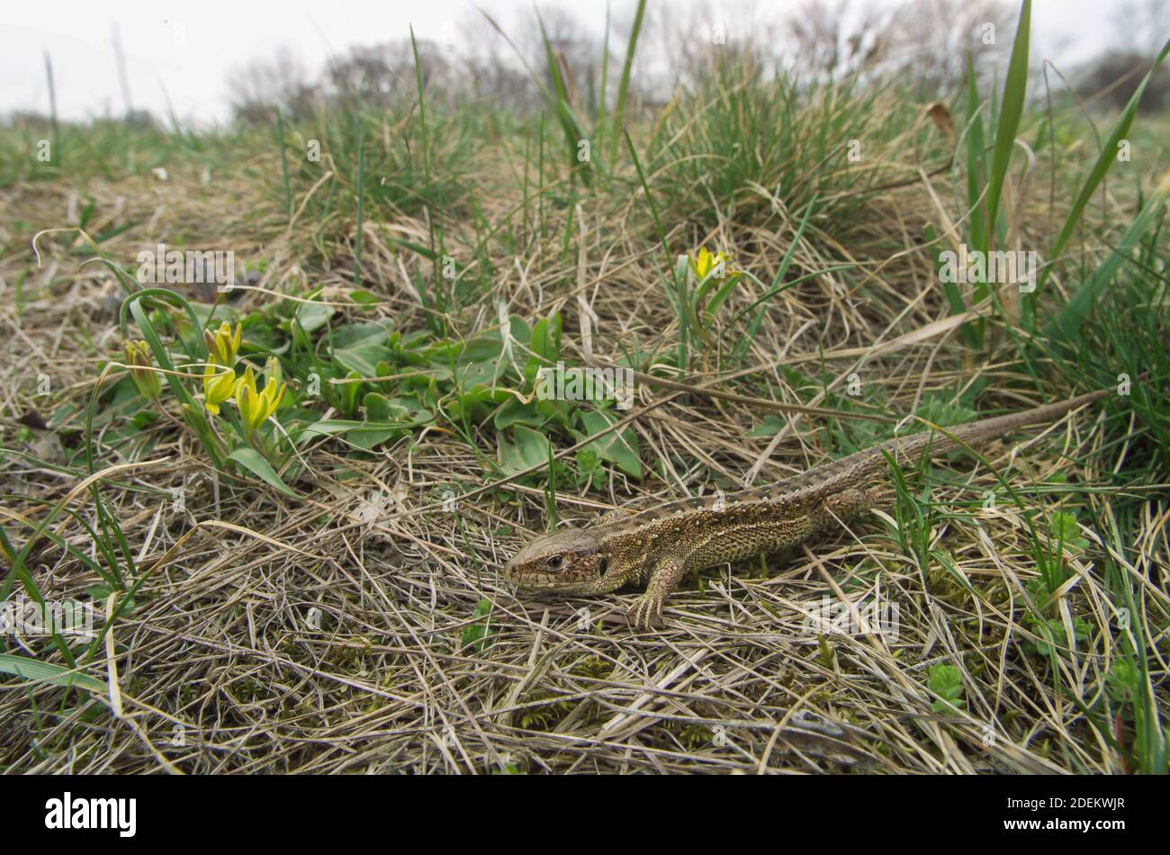 female sand lizard, lacerta agilis in austria Stock Photo - Alamy