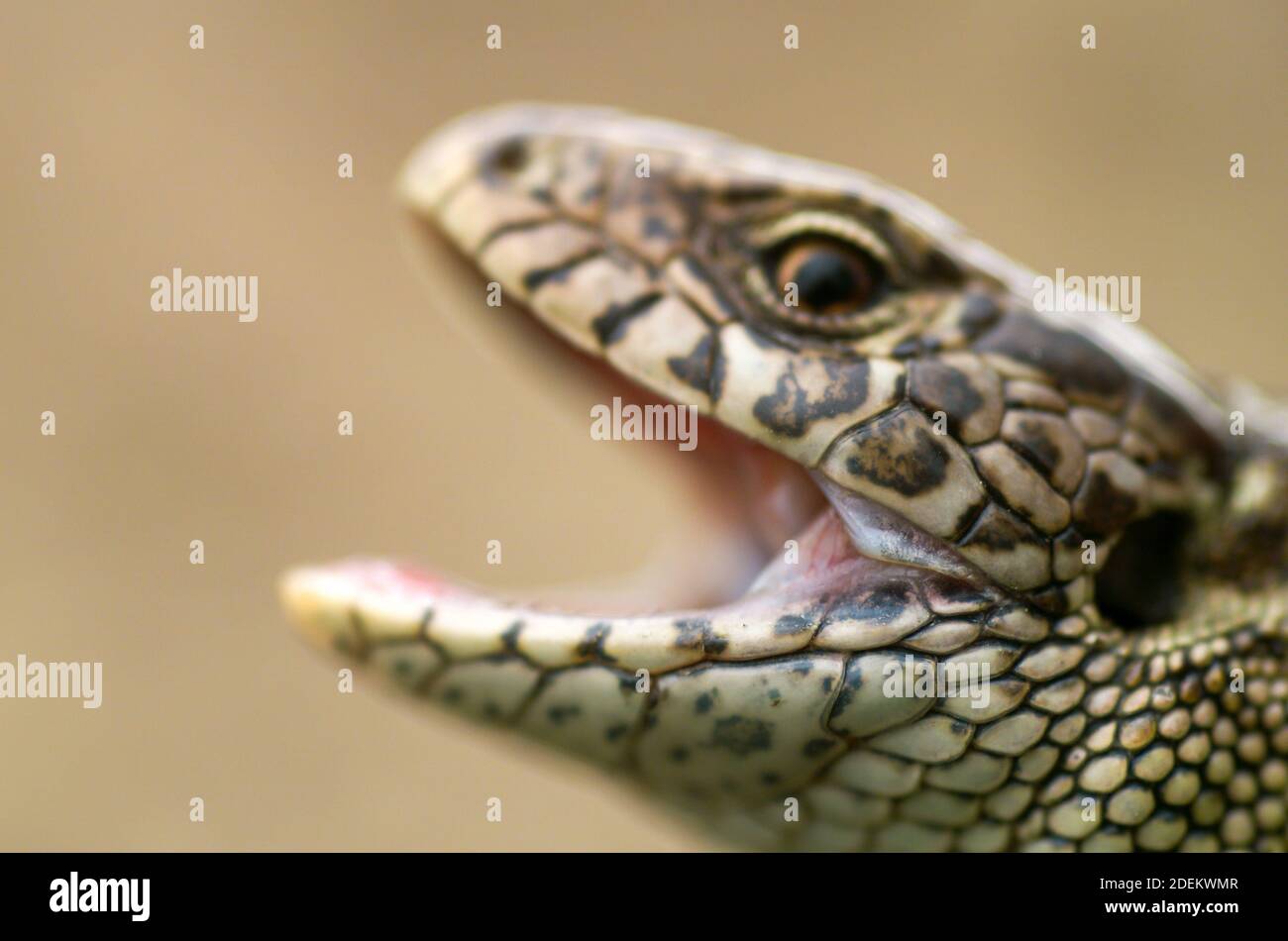 female sand lizard, lacerta agilis in austria Stock Photo - Alamy