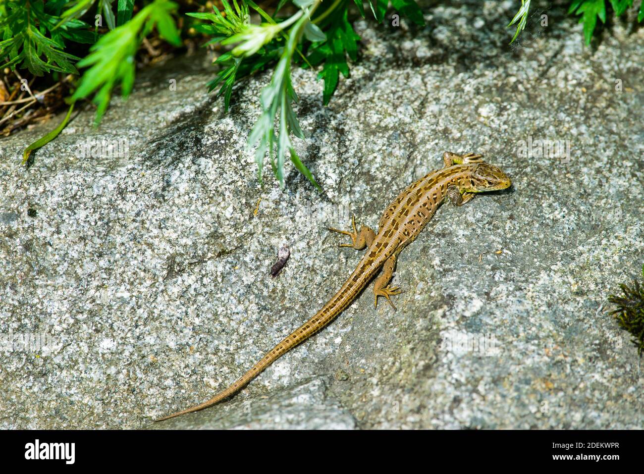 female sand lizard, lacerta agilis in austria Stock Photo - Alamy
