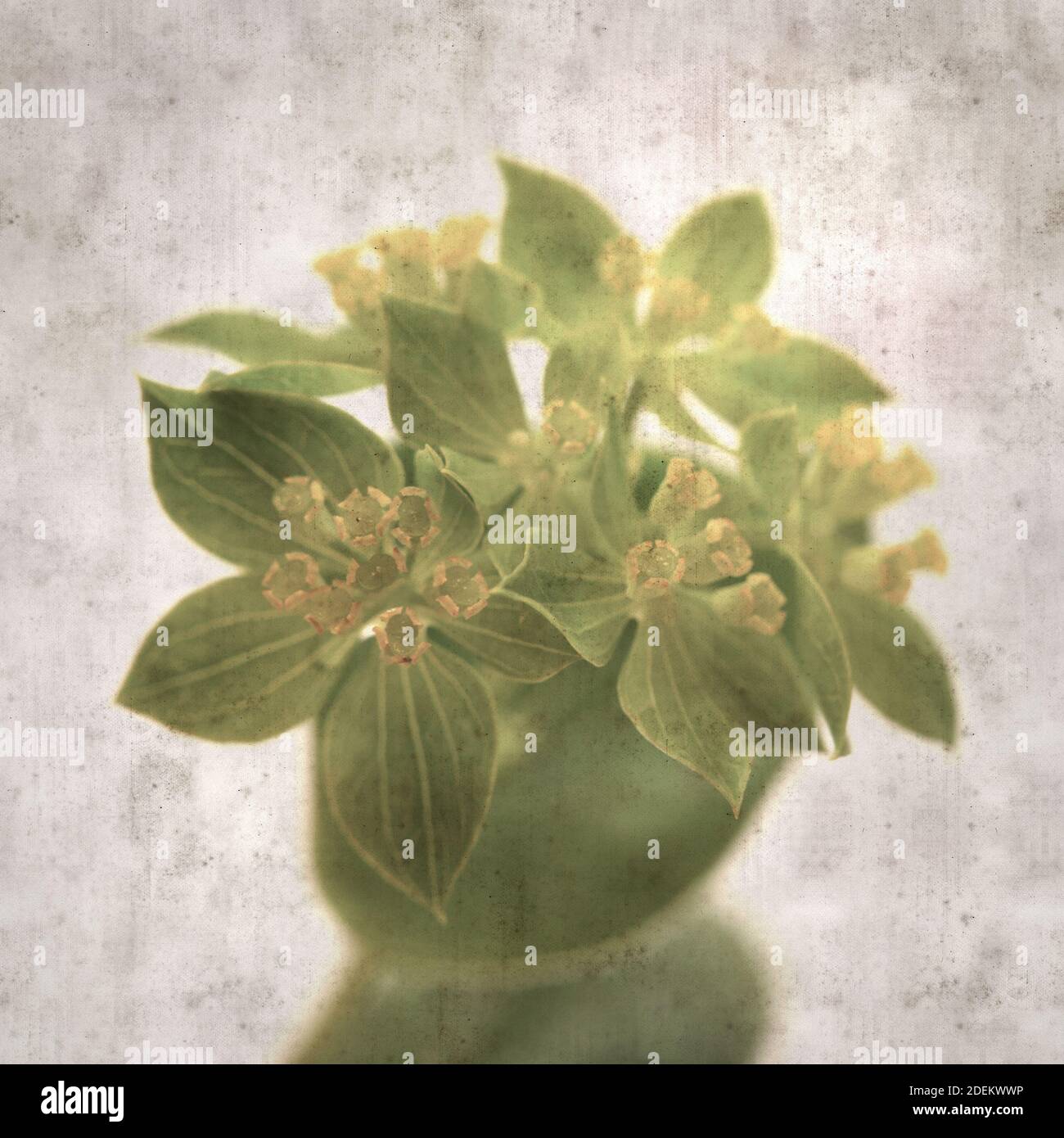 stylish textured old paper background with foliage plant round leaved ...