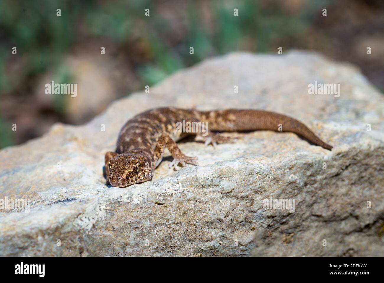 Even-fingered gecko genus Alcophyllex or squeaky gecko in wild nature ...