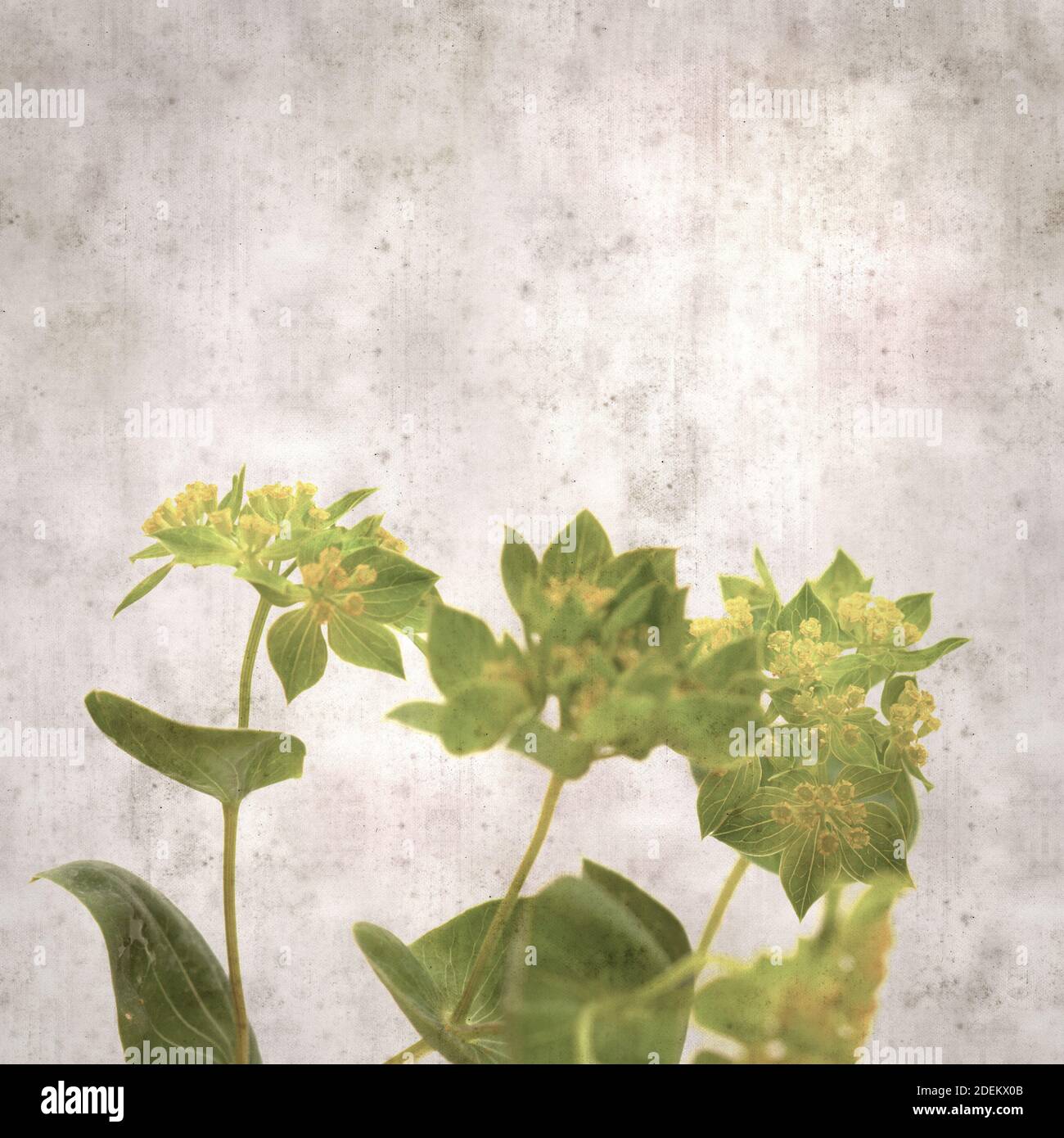 stylish textured old paper background with foliage plant round leaved ...