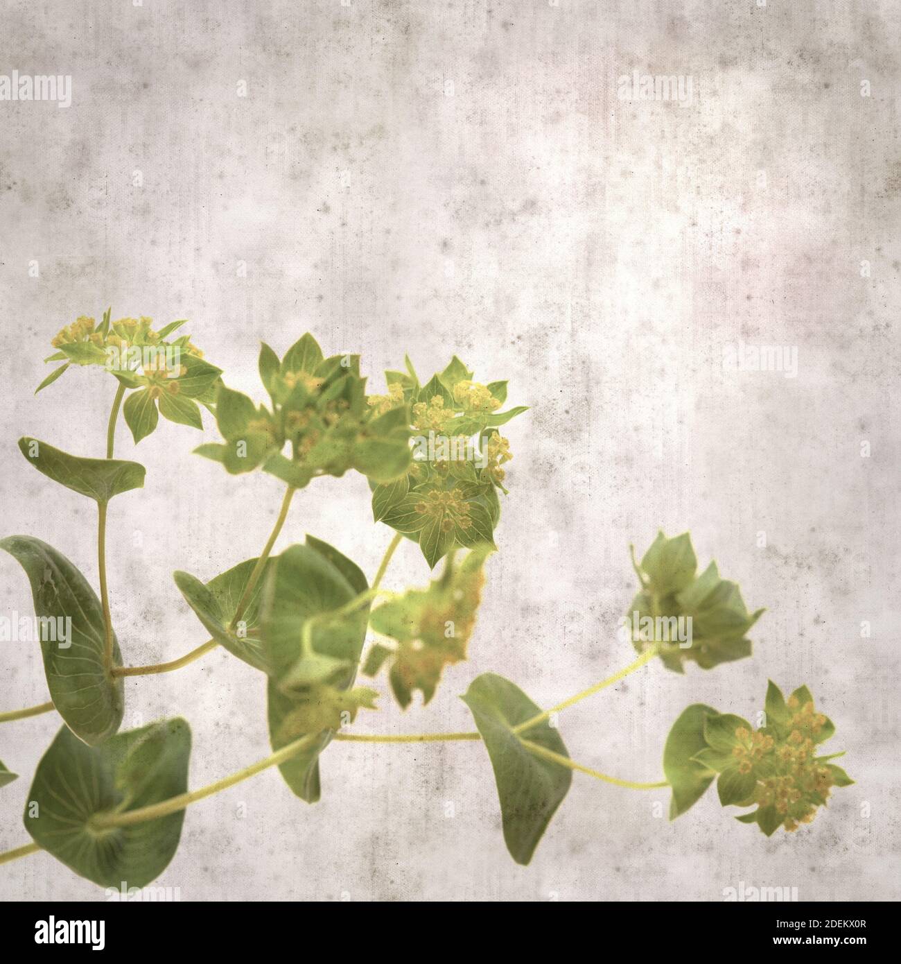 stylish textured old paper background with foliage plant round leaved ...