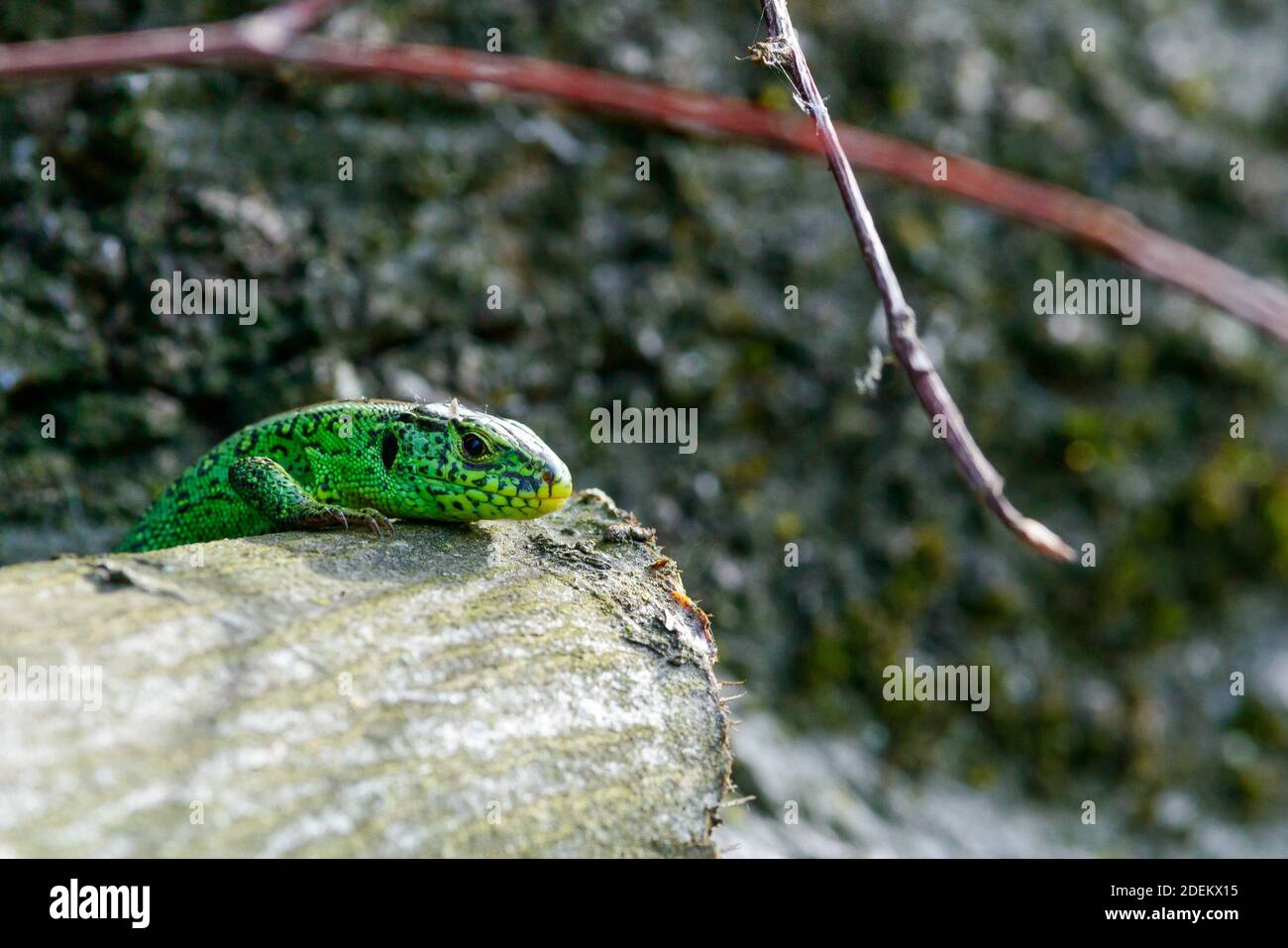 male sand lizard, lacerta agilis in austria Stock Photo - Alamy