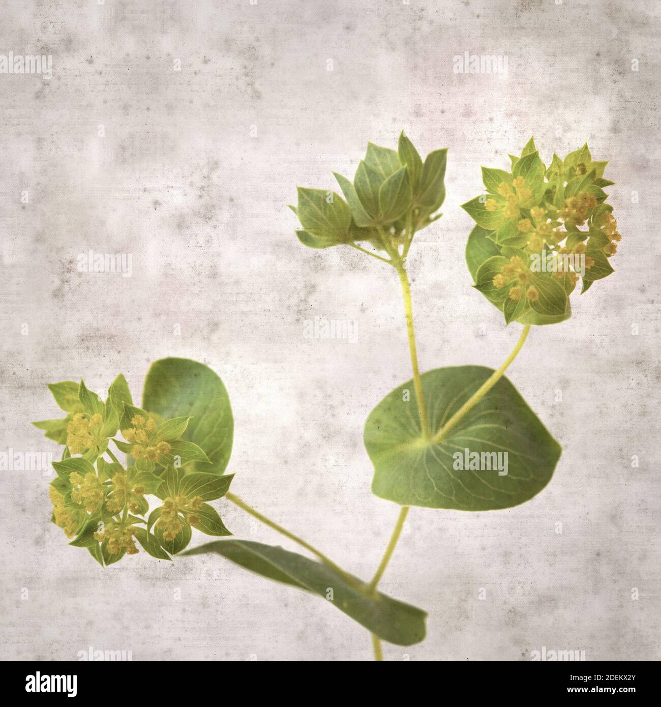 stylish textured old paper background with foliage plant round leaved ...