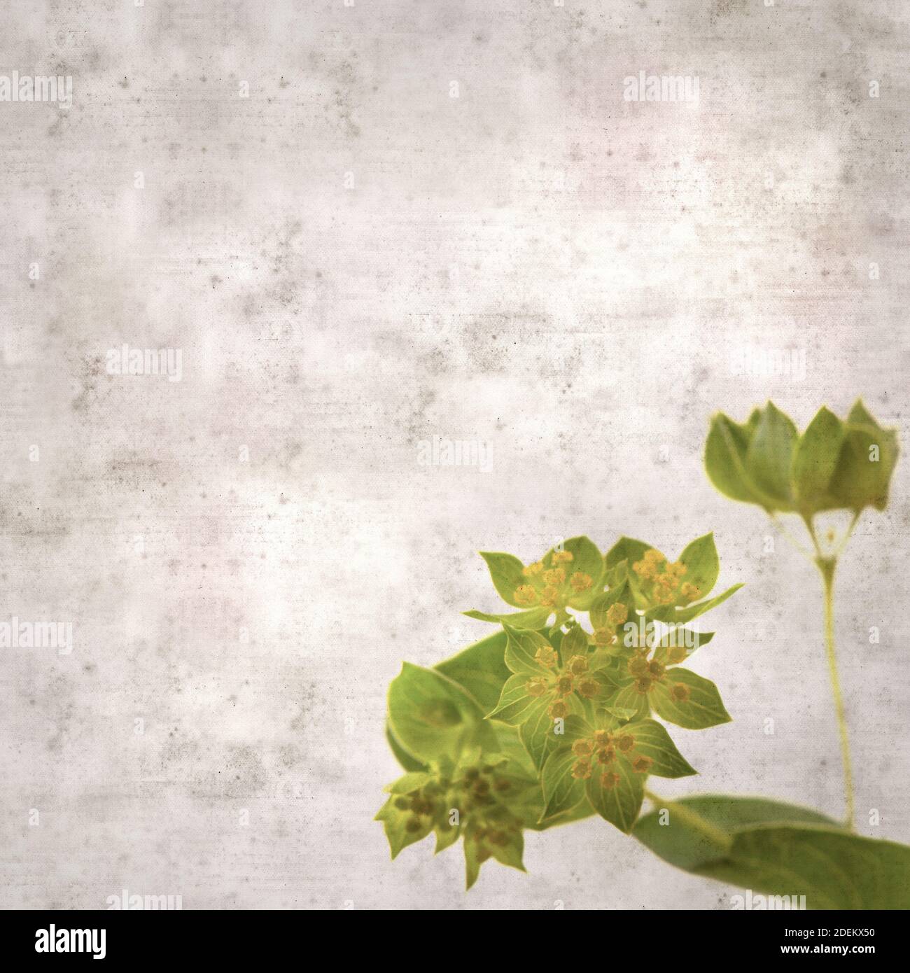 stylish textured old paper background with foliage plant round leaved ...