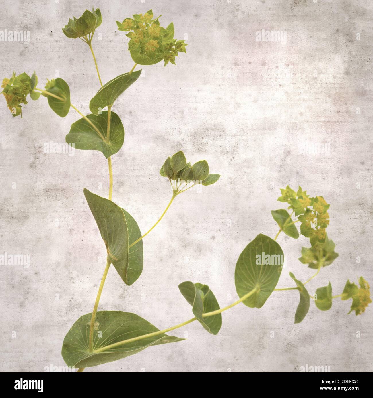 stylish textured old paper background with foliage plant round leaved ...