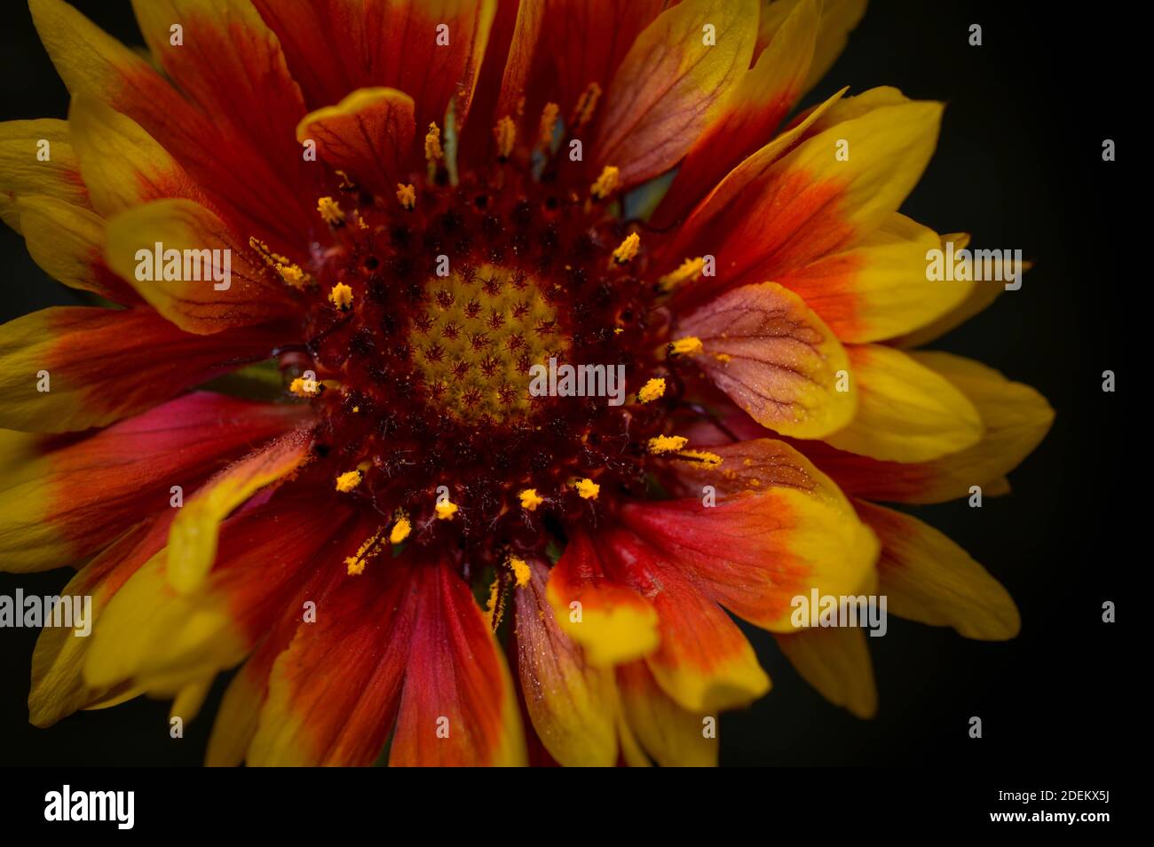 Gaillardia × grandiflora is a hybrid species of flowering plant in the ...