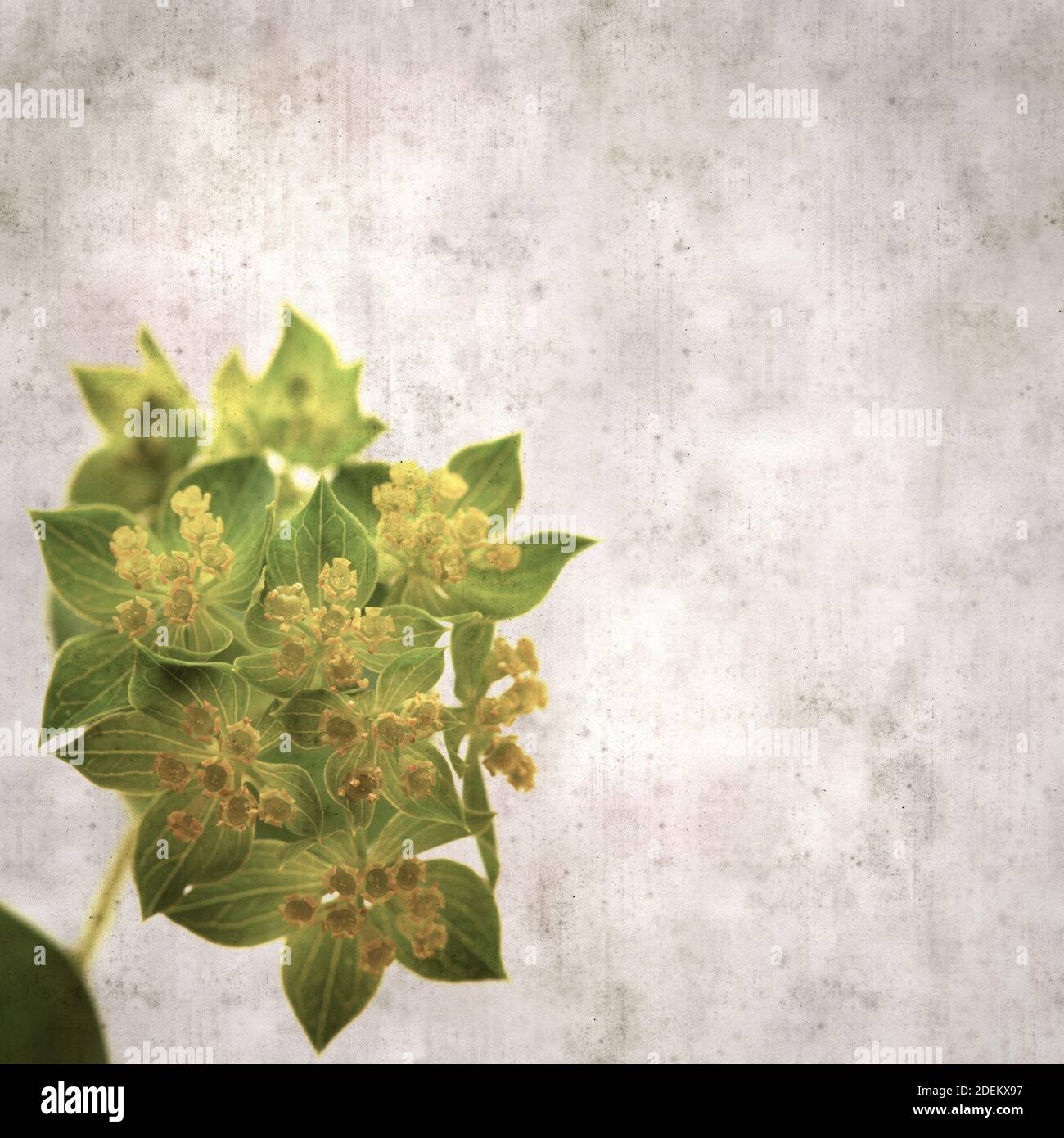 stylish textured old paper background with foliage plant round leaved ...