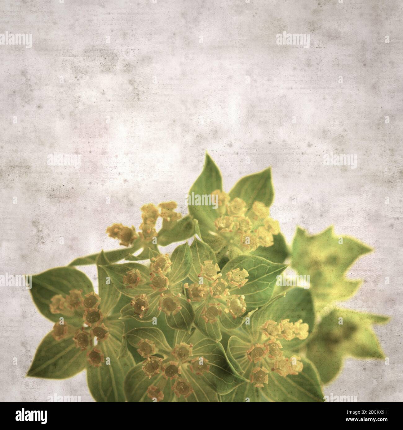 stylish textured old paper background with foliage plant round leaved ...