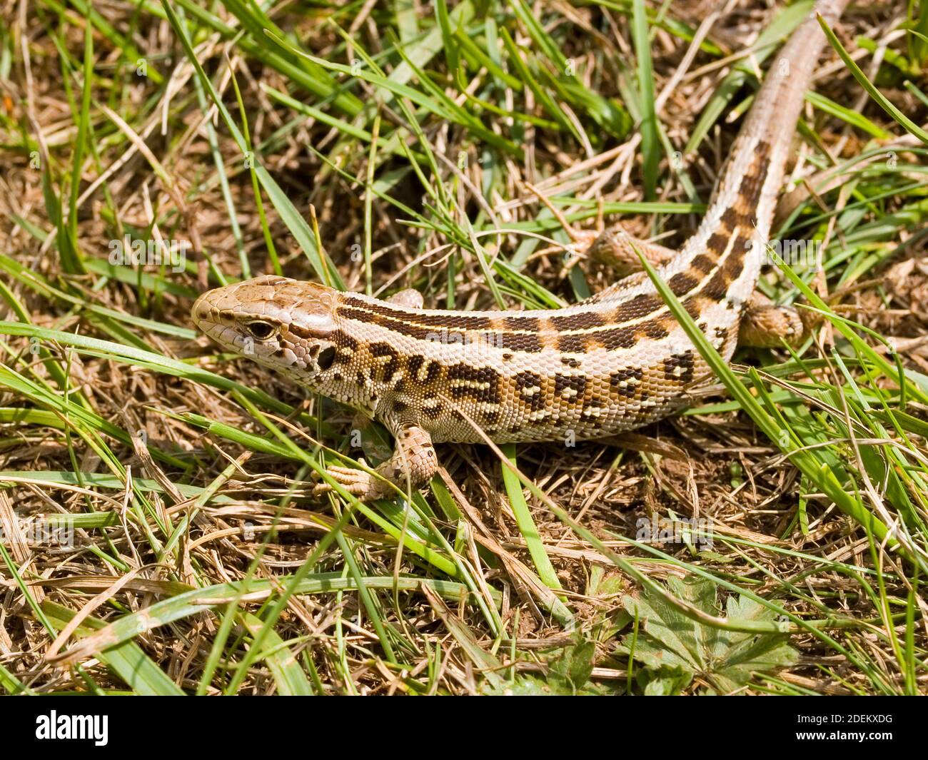 female sand lizard, lacerta agilis in austria Stock Photo - Alamy