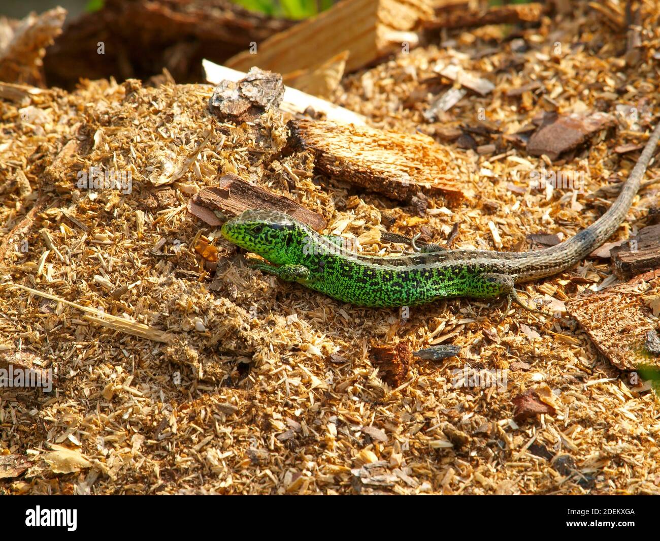 male sand lizard, lacerta agilis in austria Stock Photo - Alamy