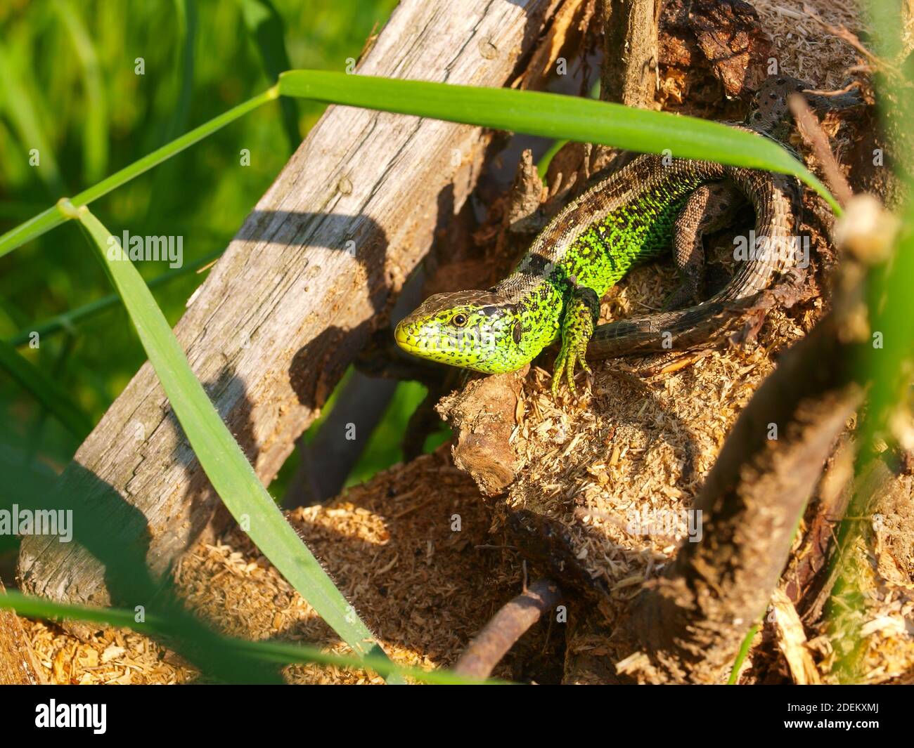 male sand lizard, lacerta agilis in austria Stock Photo - Alamy