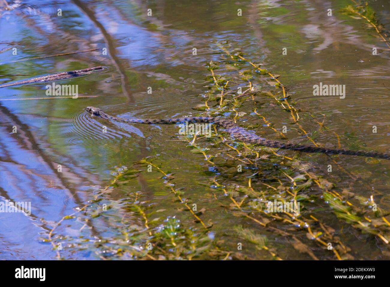 Grass snake floats on the lake with clear water Stock Photo - Alamy